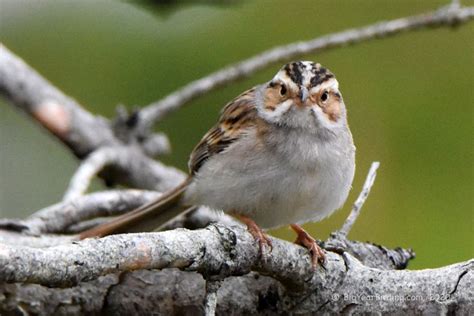 Clay Colored Sparrow Big Year Birding Sparrow Any Birds Bird