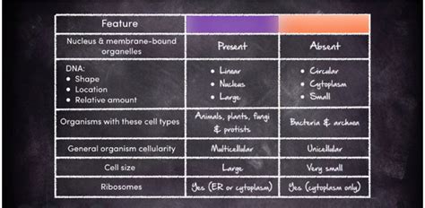Diagram Of Eukaryotic And Prokaryotic Cells Quizlet