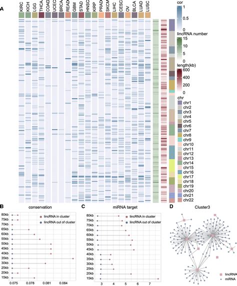 Common Characteristics Of Lincrna Genomic Clusters Across Cancer Types Download Scientific