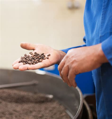Using Statistical Test For Quality Control In Coffee Bean Manufacturing Predicteasy