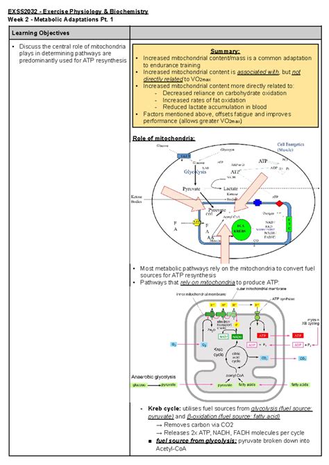 Exss2032 Week 2 Metabolic Adaptations 1 Exss2032 Exercise Physiology And Biochemistry Week