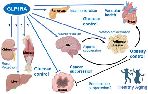 Cells Free Full Text Glp1 Receptor Agonists—effects Beyond Obesity And Diabetes