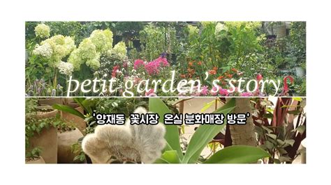 양재동 온실 분화동 방문밍크 선인장 Youtube