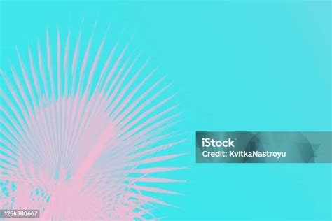 밝은 청록색 배경에 분홍색 손바닥 잎 최소한의 개념 복사 공간 구도에 대한 스톡 사진 및 기타 이미지 구도 나무 디자인 Istock