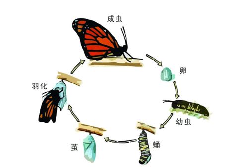 毛毛虫是怎么变成蝴蝶的 我的汤姆猫资讯 小米游戏中心