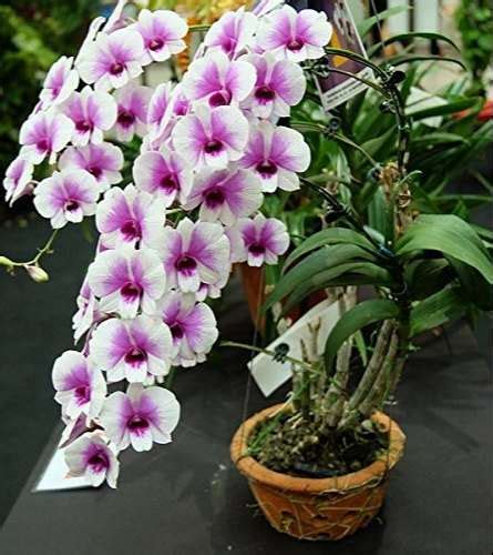 Apichart Rainbow X Compactum Agribizz