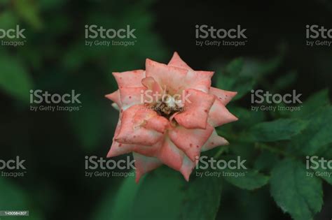 꽃잎에 비가 내린 후 물방울이있는 붉은 장미 꽃은 꽃이 만발한 여름 장미 정원에서 흐릿한 빨간 장미 꽃을 배경으로 피어납니다 공휴일에 대한 스톡 사진 및 기타 이미지