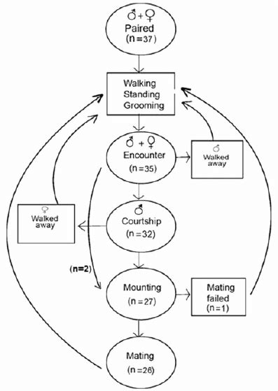 The Ethogram Of Behavioral Transitions Displayed By D Rapae After