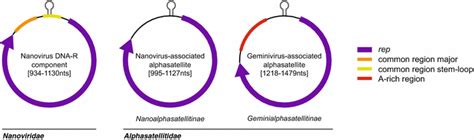 Illustration Of The Rep Encoding Dna Molecules Of Nanovirus And Download Scientific Diagram