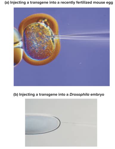 Manipulating The Genomes Of Eukaryotes Flashcards Quizlet