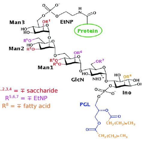 2 Chemical Structure Of The Gpi Core Including Possible Structural