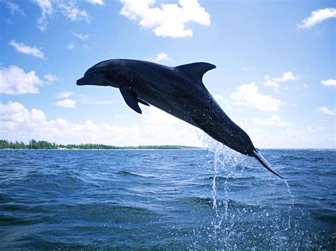 Dolphin Galaktion