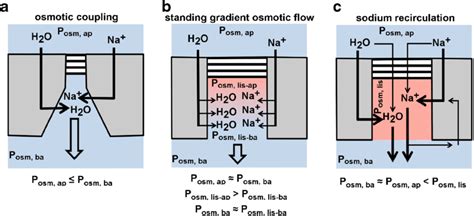 Comparison Of Osmotic Coupling Standing Gradient Osmotic Flow And Download Scientific Diagram