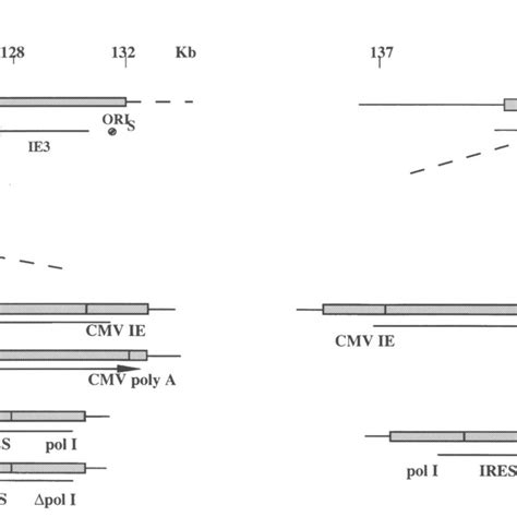 Schematic Representation Of The Genome Structures Of Recombinant Download Scientific Diagram