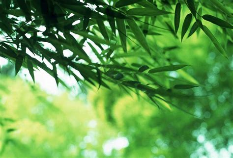 荷 花 飘 香 让您回味曾经的美好