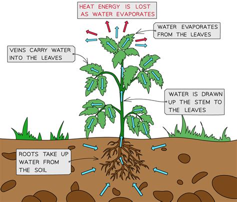 Edexcel Igcse Biology Double Science 复习笔记 115 Living Organisms Movement And Control 翰林国际教育