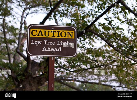 Tree Limbs Hi Res Stock Photography And Images Alamy