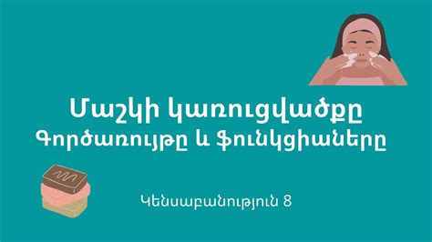 Մաշկի կառուցվածքը և ֆունկցիաները Davitmuradyan Youtube