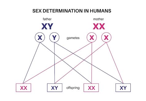 Sex Determination In Humans Male And Female Sperm And Eggs X And Y