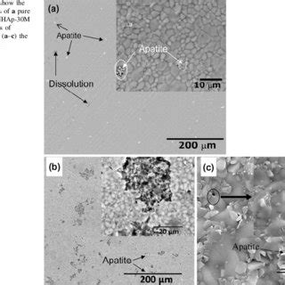 SEM Images Show The Topographical Features Of A Pure HAp And B HAp M Download Scientific