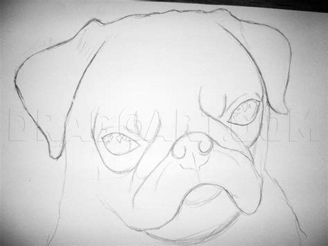 Realistic Pug Coloring Pages