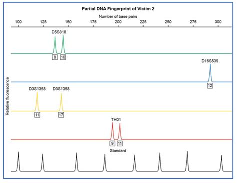 Capillary Electrophoresis Upon Amplification Of Strs