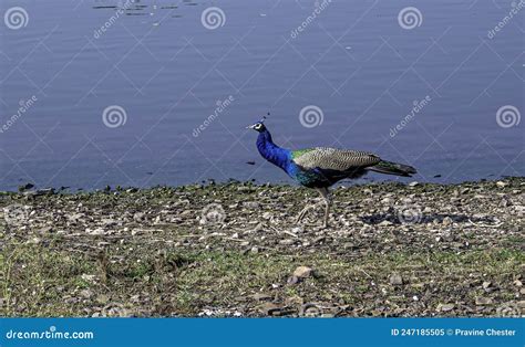 A Male Peafowl Known As A Peacock Walking By A Lake Stock Image Image Of Bird Lake 247185505