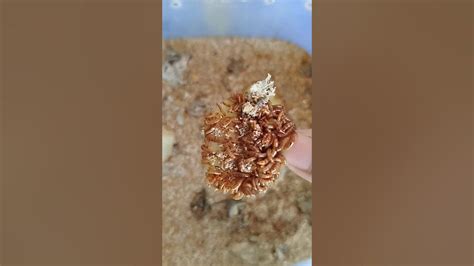 বিটল পোকা। বিটল লার্ভা। বিটল পোকার চাষ পদ্ধতি। বিটল পোকার খাবার। Youtube