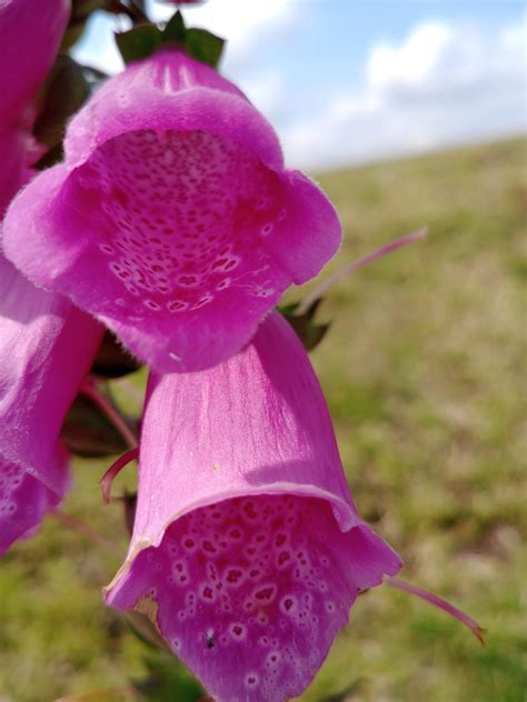 TCL 50 SE Review What Gadget