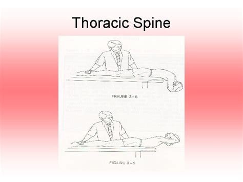 3 Movements Of The Trunk Flexion Rotation Extension