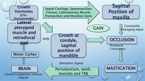 Servosystem Theory Cybernetic Theory By Petrovic PPTX