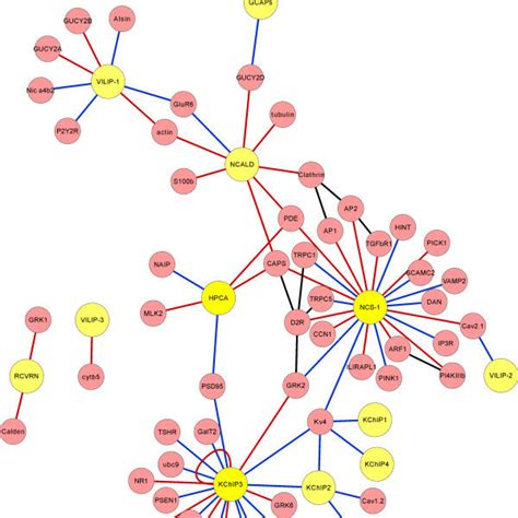 Pdf Understanding The Physiological Roles Of The Neuronal Calcium