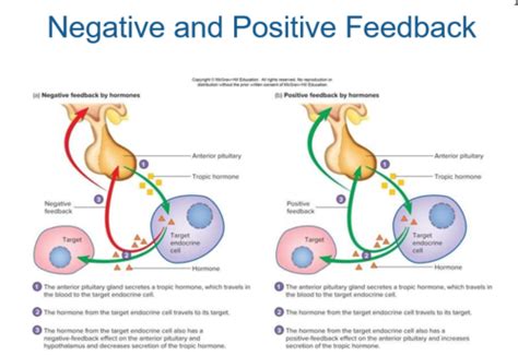 Anaphy Lec Chapter 10 Flashcards Quizlet