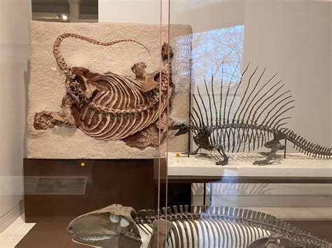 Cotylorhynchus By Tigerclaw82 On Deviantart