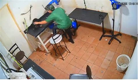 Cadela Morre Em Pet Shop De Goiânia E Polícia Apura Maus Tratos O Tempo