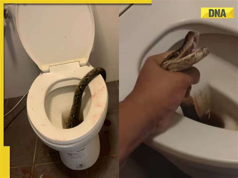 Terrifying Giant Python Attacks Man S Private Parts In Thailand Details Here