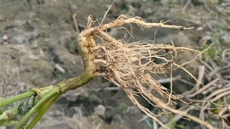 বনো তুলশি গাছের উপকারিতা ঔষধি গাছ Youtube