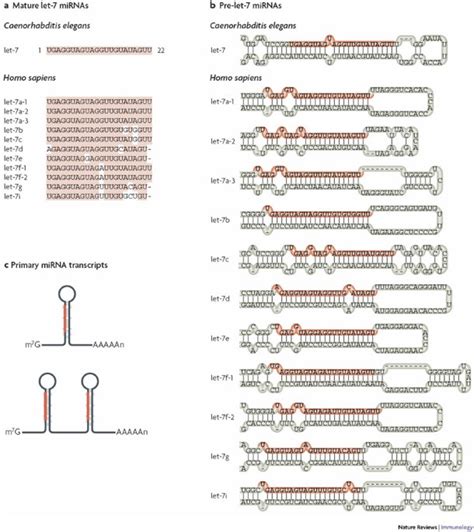 Micromanagement Of The Immune System By MicroRNAs Nature Reviews Immunology