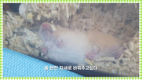 야무지게 자는 햄스터 Youtube