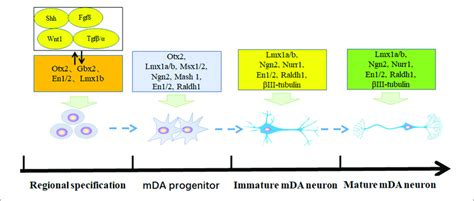 Transcriptional Regulation Of Embryonic Stem Cells Into Mesencephalic