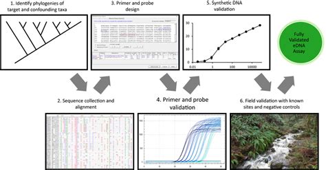 An Example Of A Multistep Qpcr‐based Assay Design And Validation