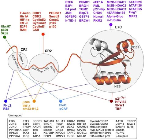 Schematic Representation Of The Structure Of The Papillomavirus E7 Download Scientific Diagram