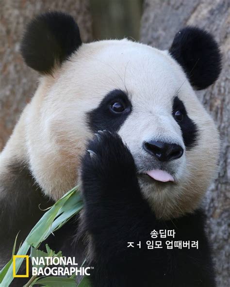 [잡담] 푸바오 이 짤 누가 만들었냐 ㅋㅋㅋㅋ 인스티즈 Instiz 일상 카테고리
