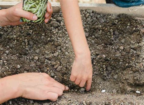 Growing Green Beans Planting And Care Guide For Snap Beans