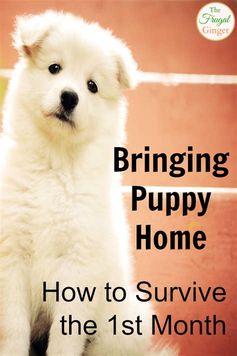 Bringing Home A New Puppy Tips How To Survive The First Month The