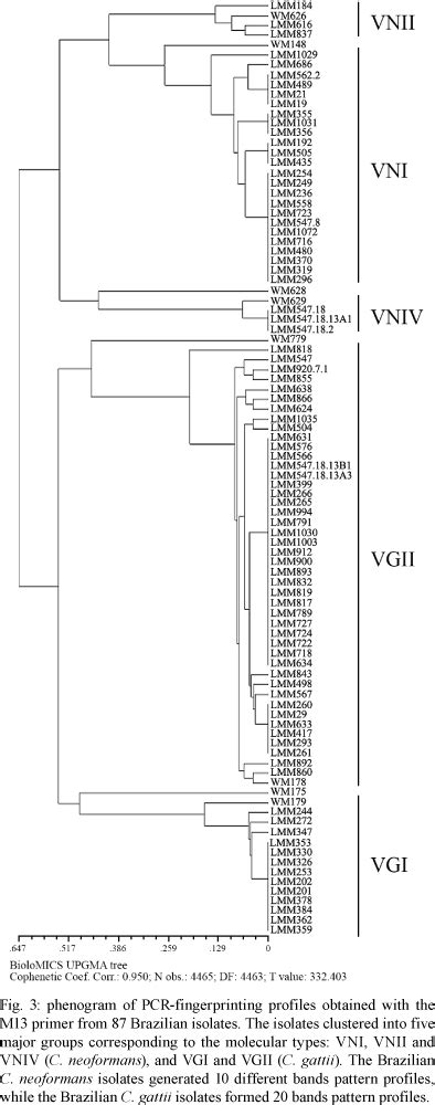 Memórias Do Instituto Oswaldo Cruz Regional Pattern Of The Molecular