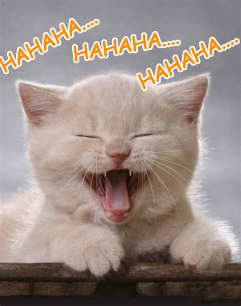 Bst 1001 Meme Mèo Cười Đểu Hài Hước And Độc Đáo Nhất