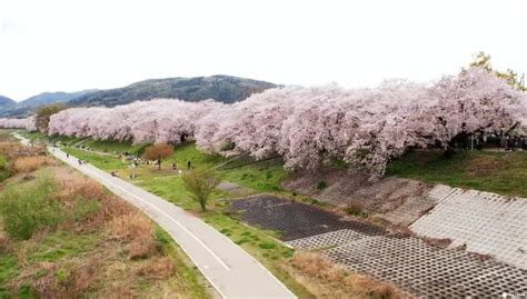 京都 赏樱告白的最佳地点淀川河川公园背割堤 MATCHA