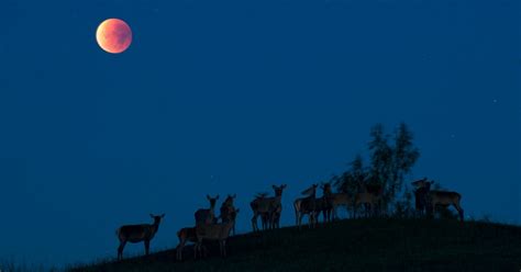 Así Se Vio El Eclipse En El Mundo Infobae