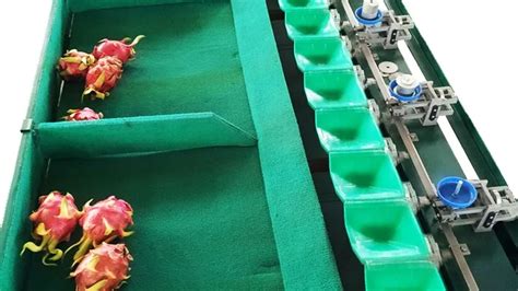 Automatic Sorting Conveyor Tomato Sorting Grading Potato Sorting